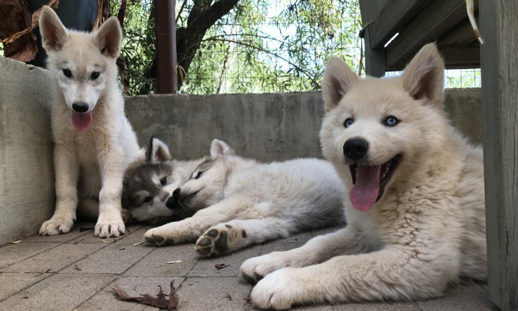 Guide to Manage Your Dog's Barking and Whining | The Human Dog Team