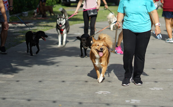 Learn How to Walk a Dog: Types of Walks, Part 3 | The Human Dog Team